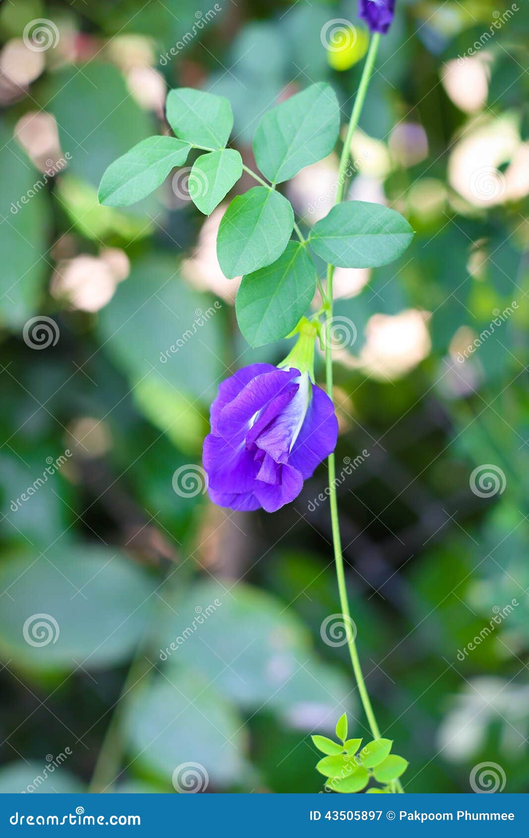 Pea flower stock image. Image of edible, green, background - 43505897