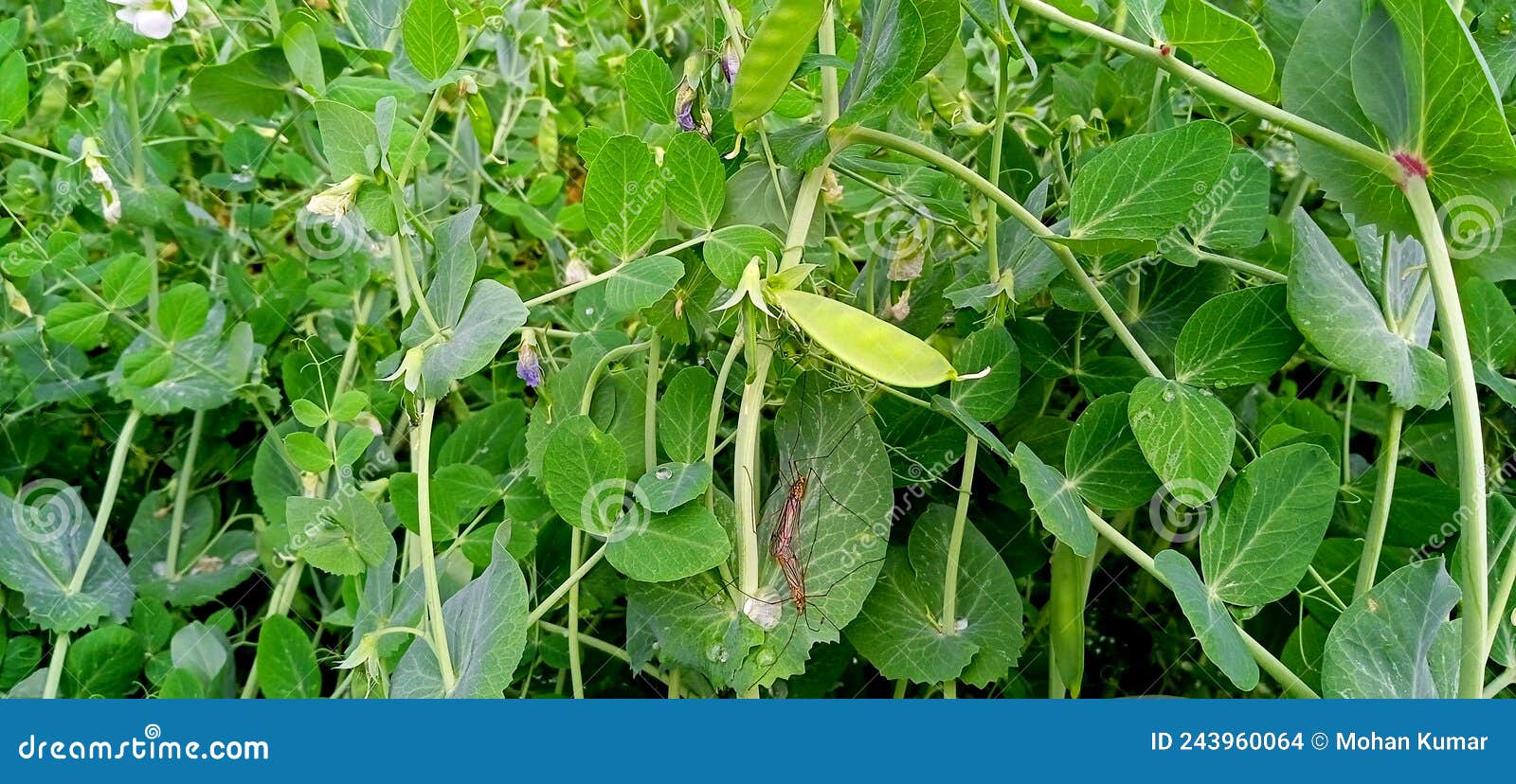 Pea green plant stock stock photo. Image of covered - 243960064