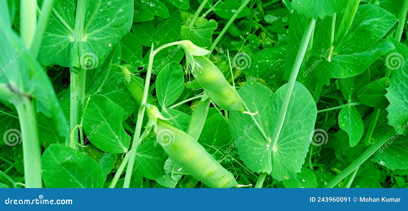 Pea Green Plant with Fruits Stock Stock Image - Image of single ...