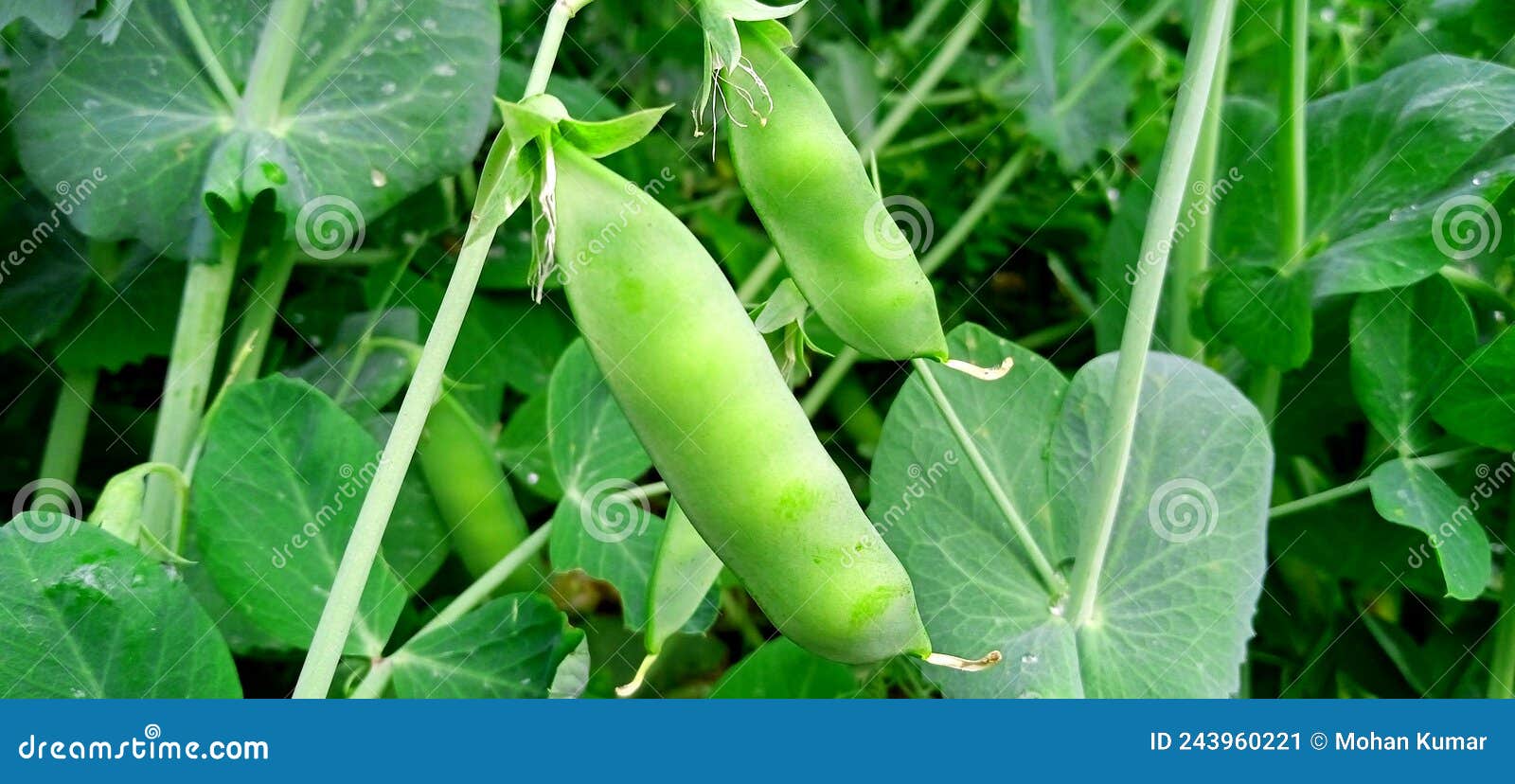 Pea Green Plant with Leaves Fruits Buds Stock Photo Stock Image - Image ...