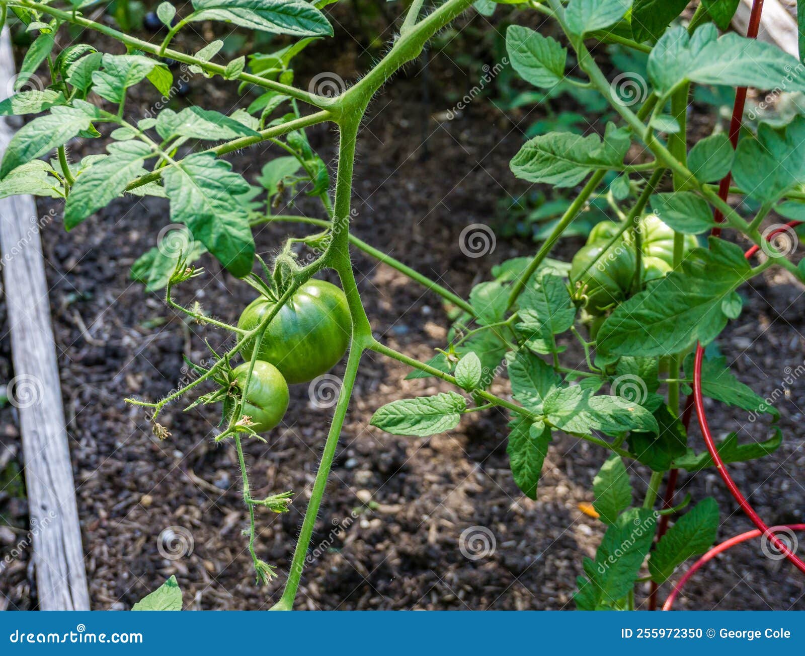 Pea Patch Tomatoes stock photo. Image of patch, community - 255972350