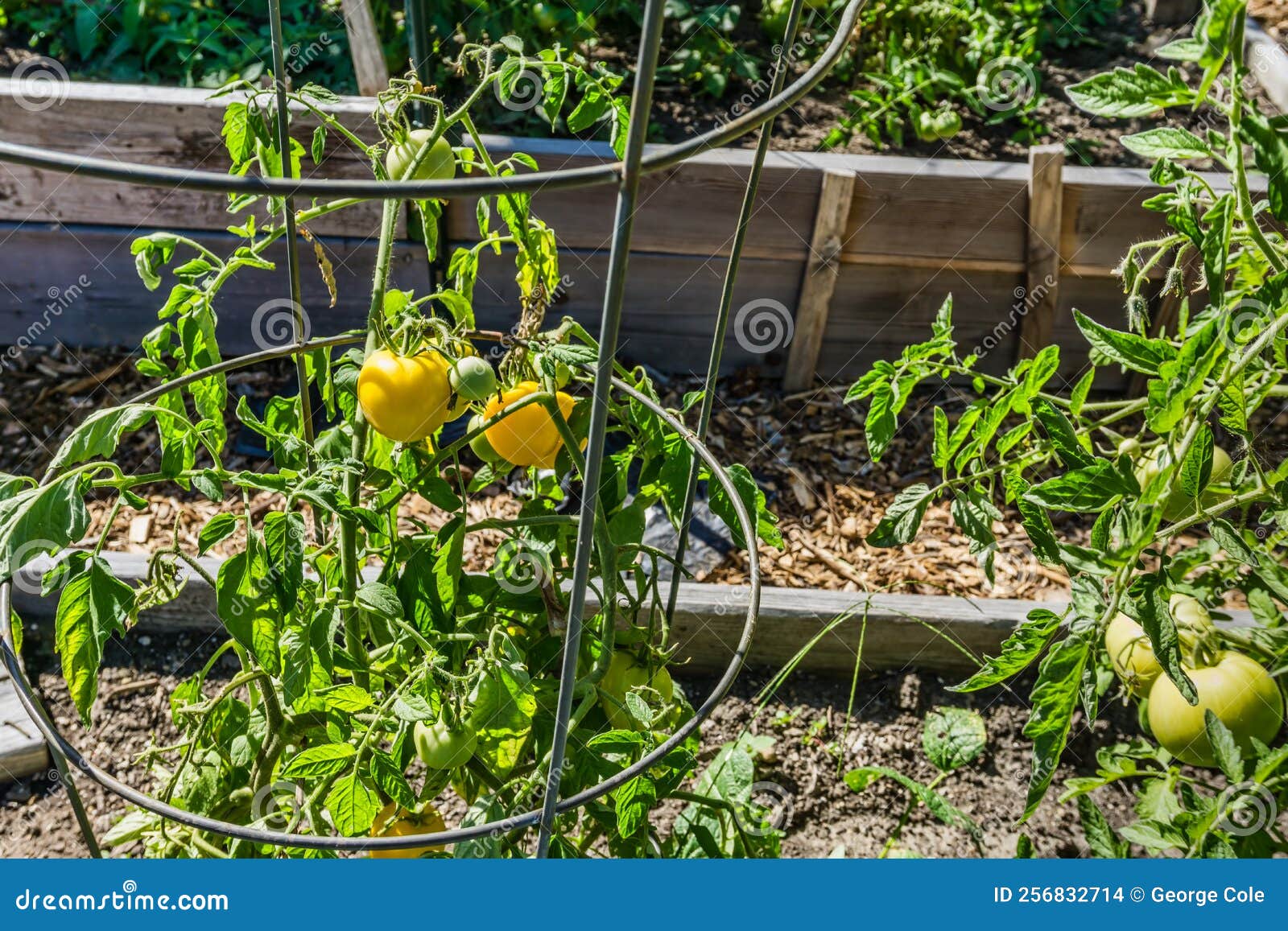 Pea Patch Tomatoes_2 stock photo. Image of plants, seattle - 256832714