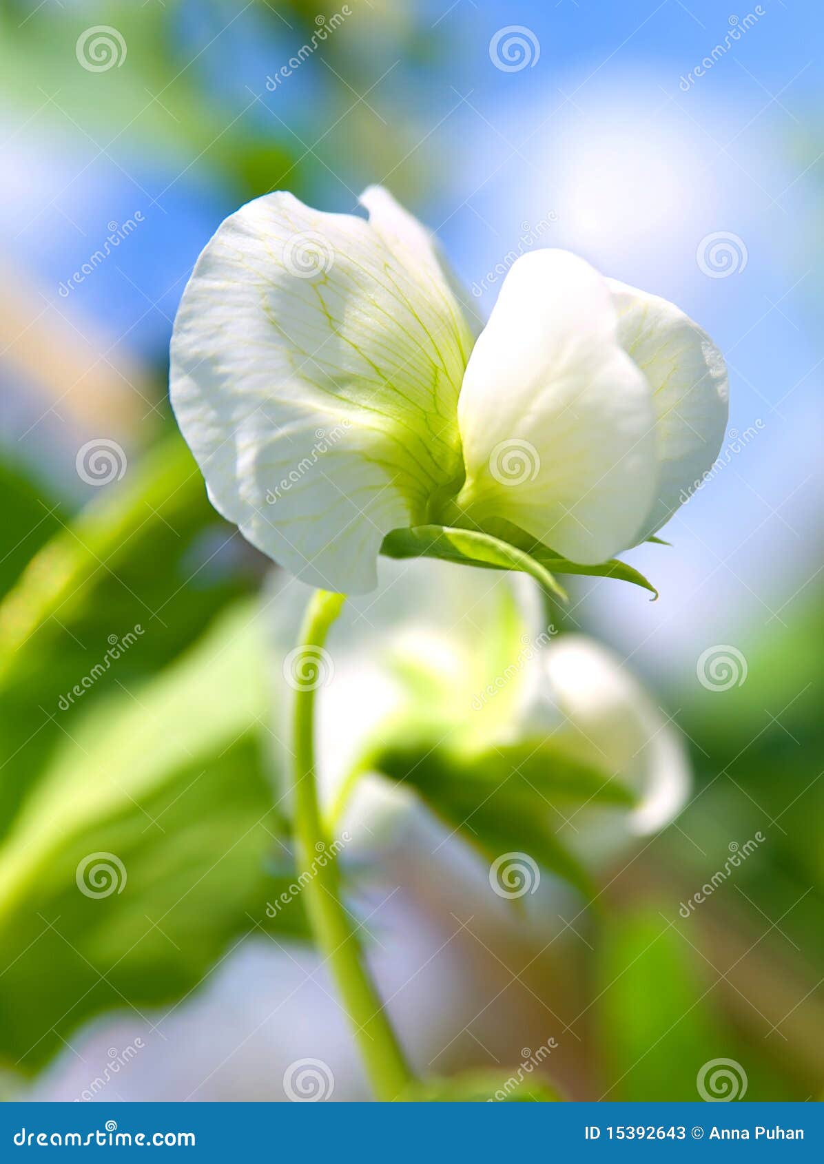 Pea plant stock image. Image of bloom, pollen, close - 15392643
