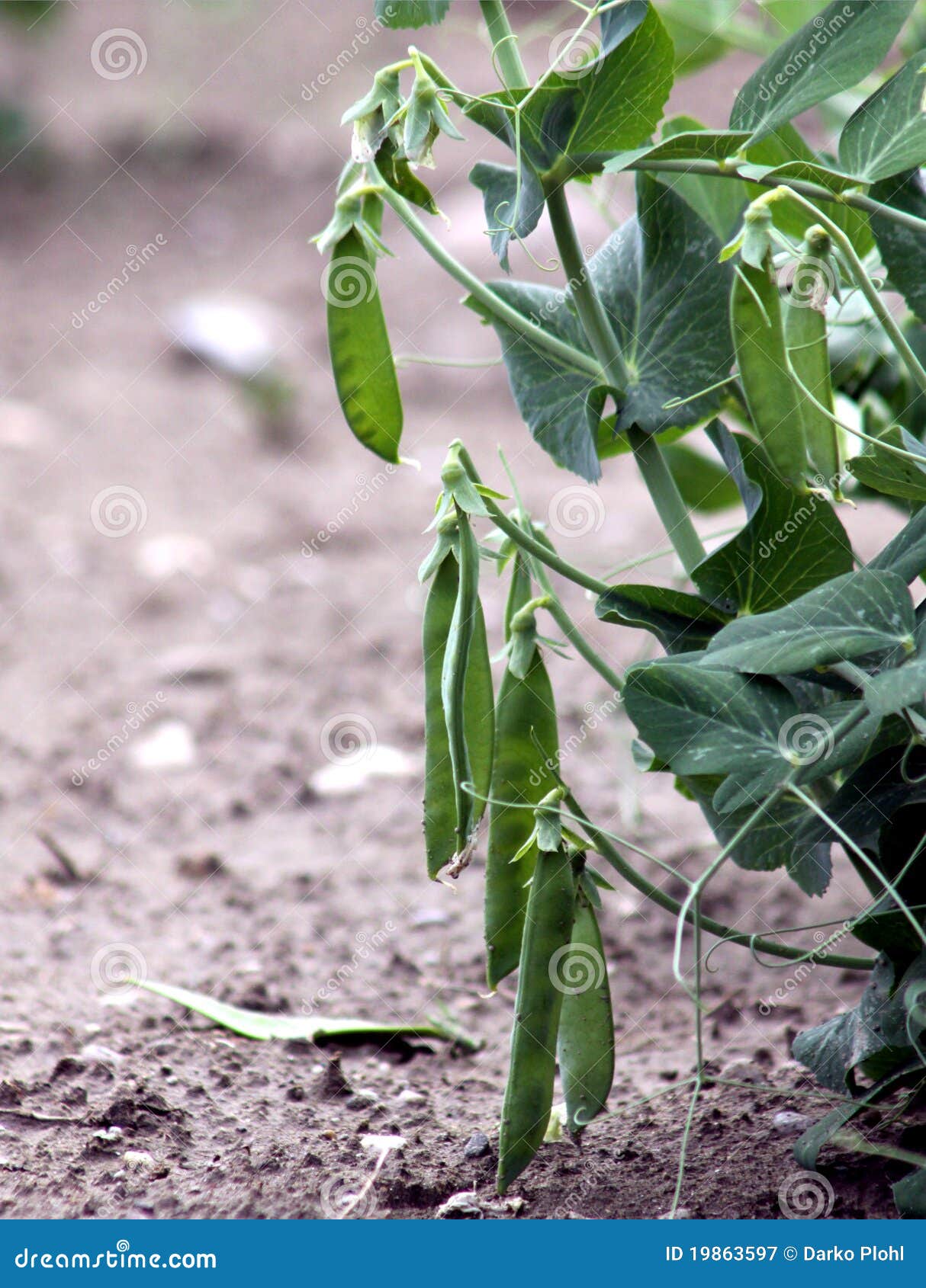 Pea plant stock image. Image of plant, early, shell, nature - 19863597