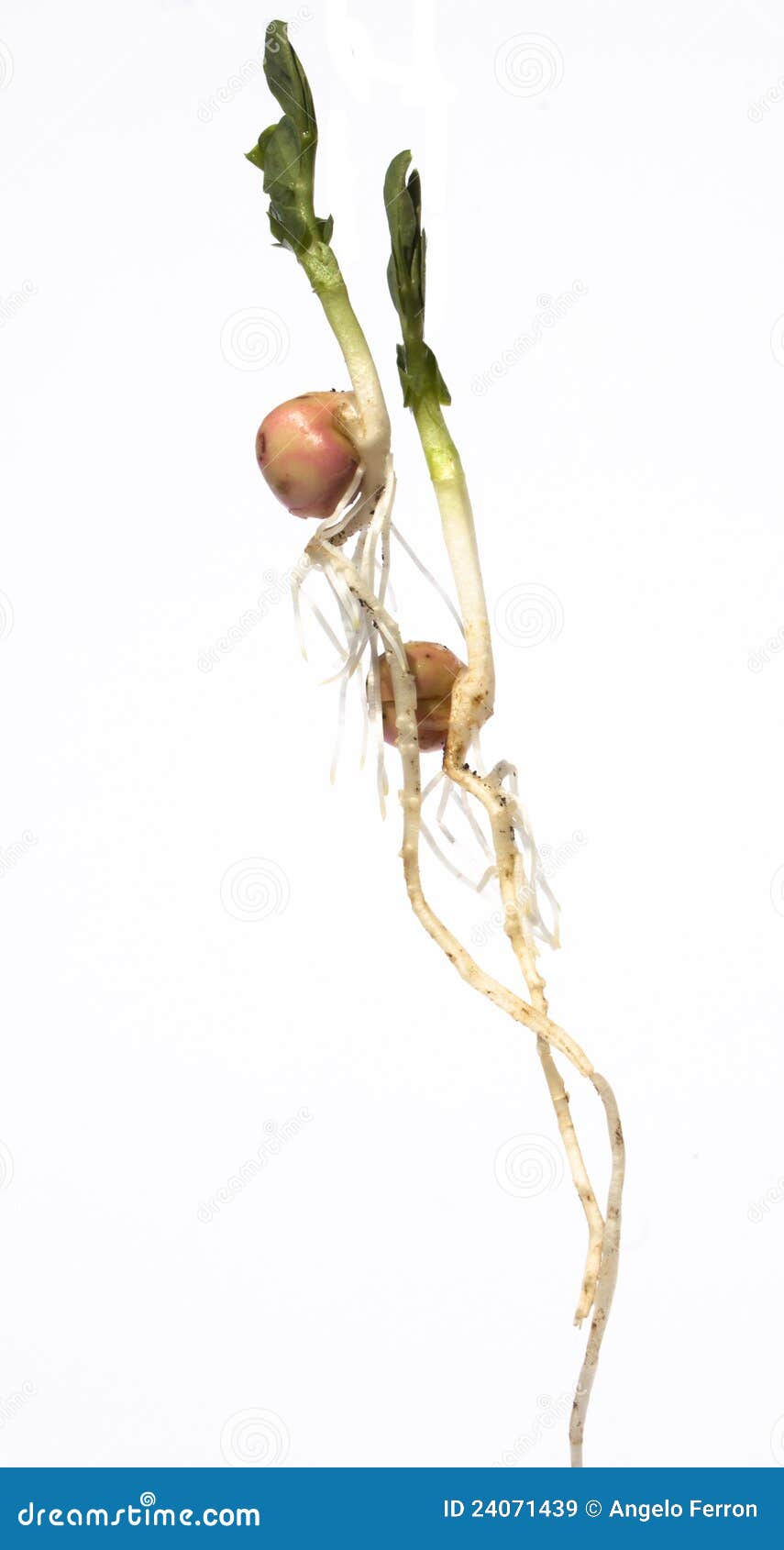 The pea plant stock image. Image of branching, roots - 24071439
