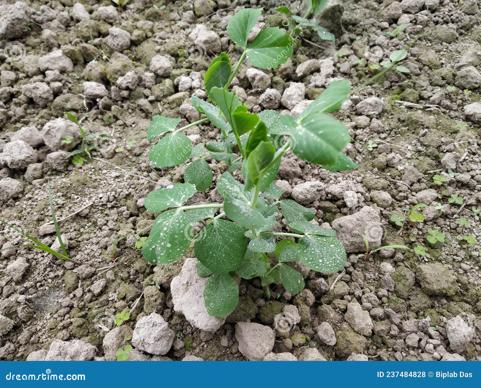 Pea Plant Growing in Ground Stock Photo - Image of wildflower, herb ...