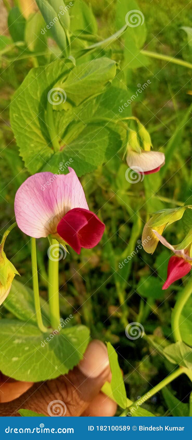 Pea plant stock image. Image of nature, petal, meadow - 182100589