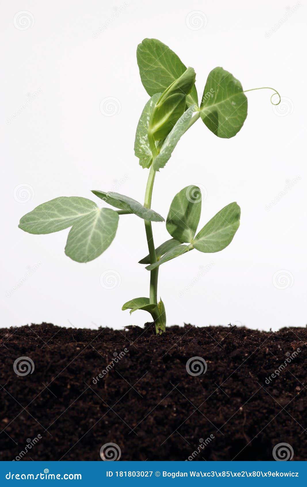 Pea Plant Sprout on White Background Stock Image - Image of germinate ...
