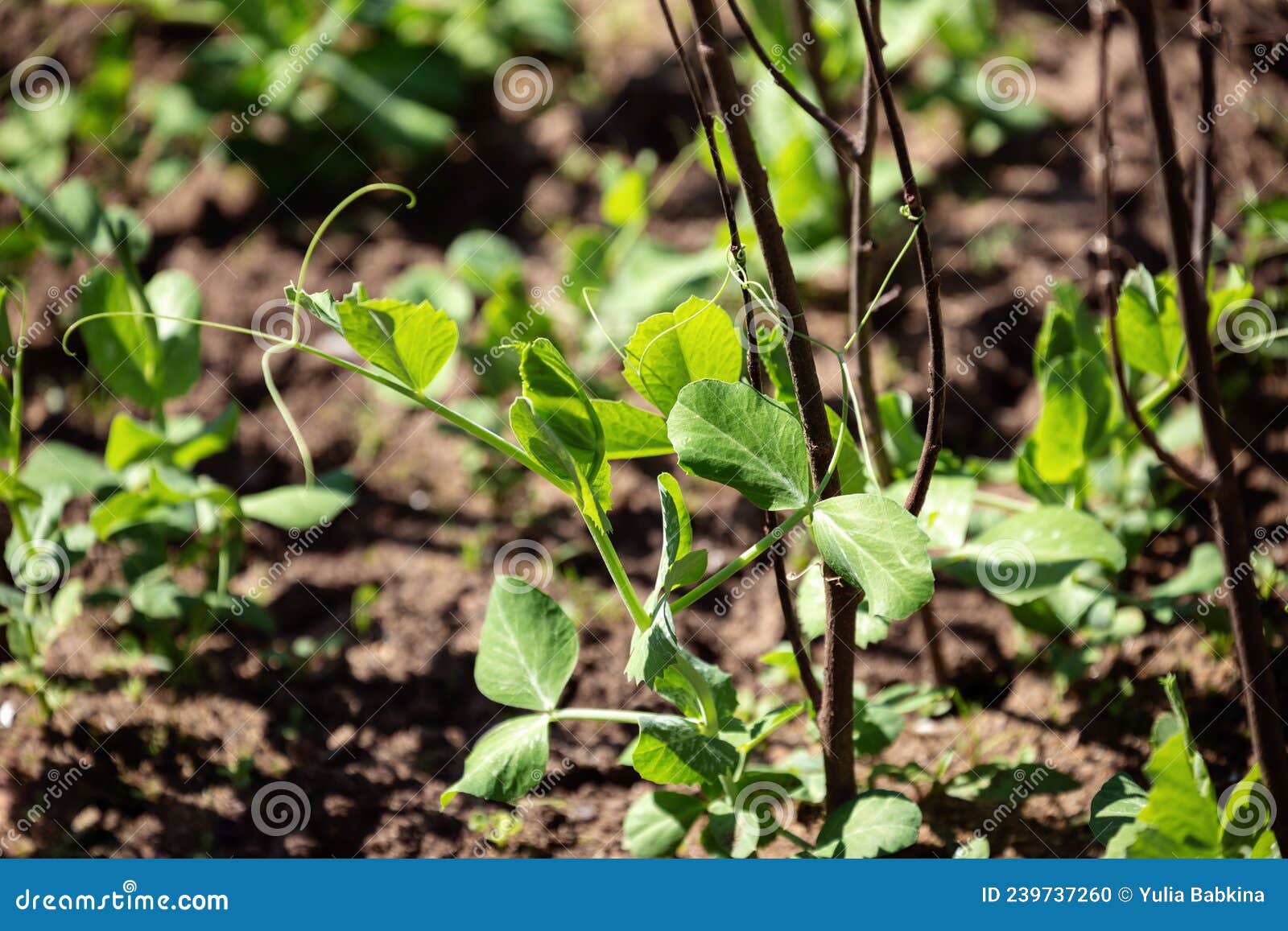 Pea plants stock photo. Image of fresh, horticulture - 239737260