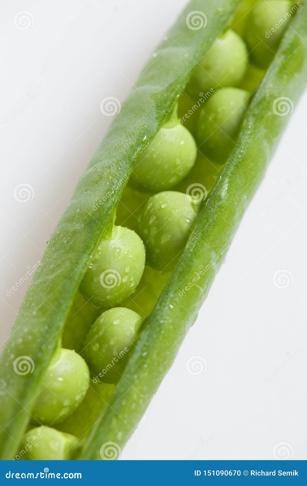 Pea pod stock photo. Image of inside, details, drops - 151090670