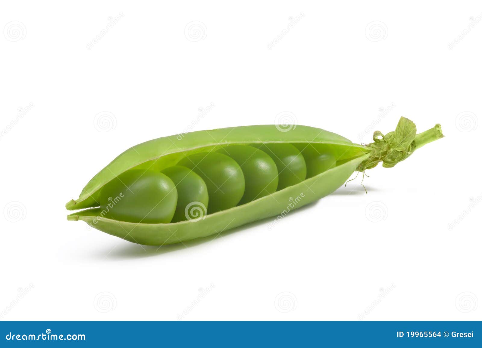 Pea pod stock photo. Image of pods, fresh, close, shot - 19965564