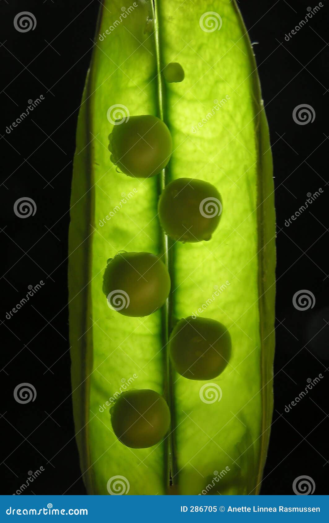 Pea pod stock image. Image of outdoor, salad, healthy, park - 286705