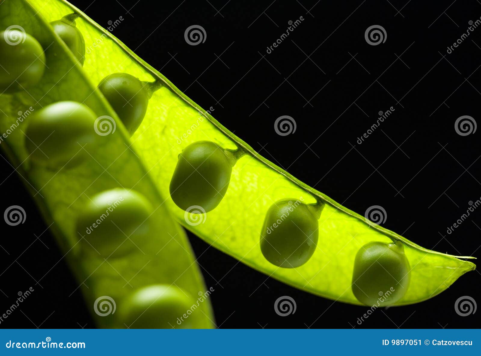 Pea pod stock image. Image of bright, garden, light, outdoor - 9897051