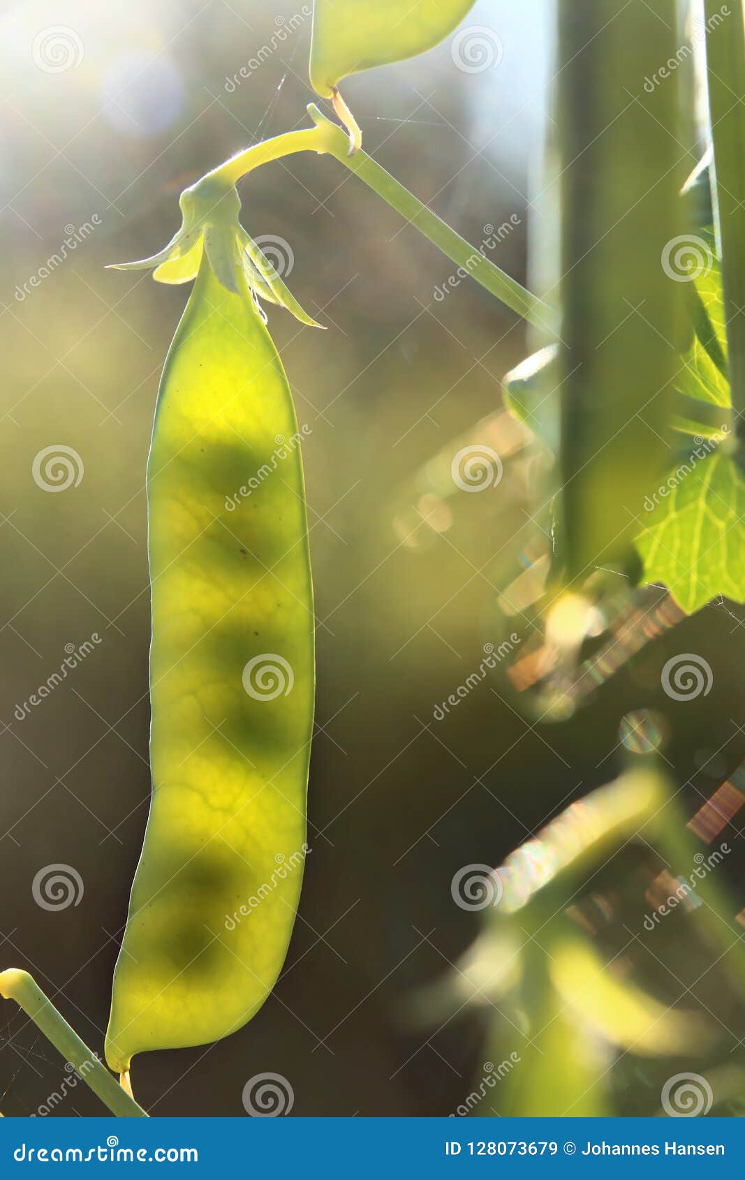 Pea Pod in Backlight with Individual Peas Visible Stock Image - Image ...