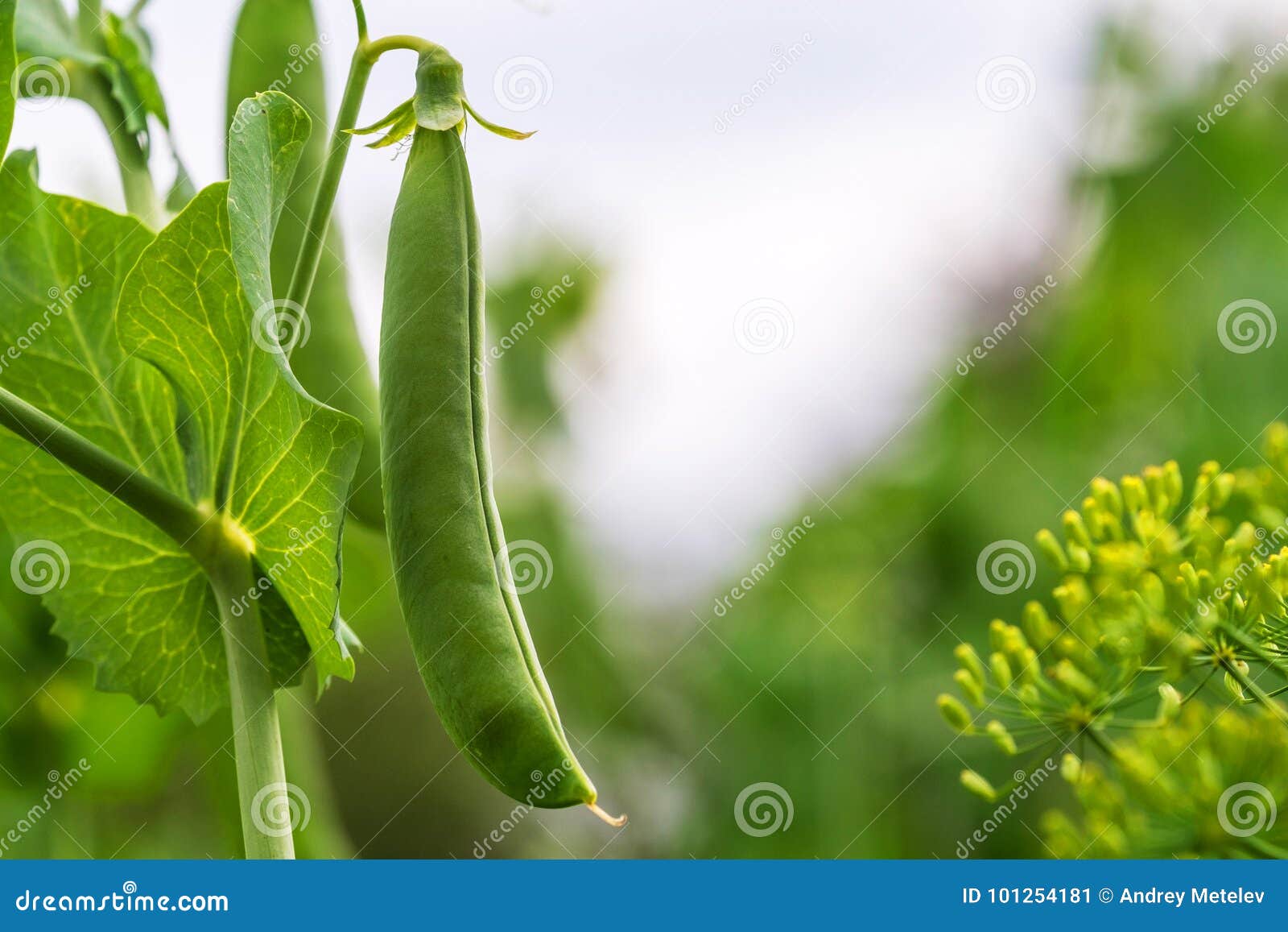 Pea pod on a branch stock image. Image of farming, group - 101254181