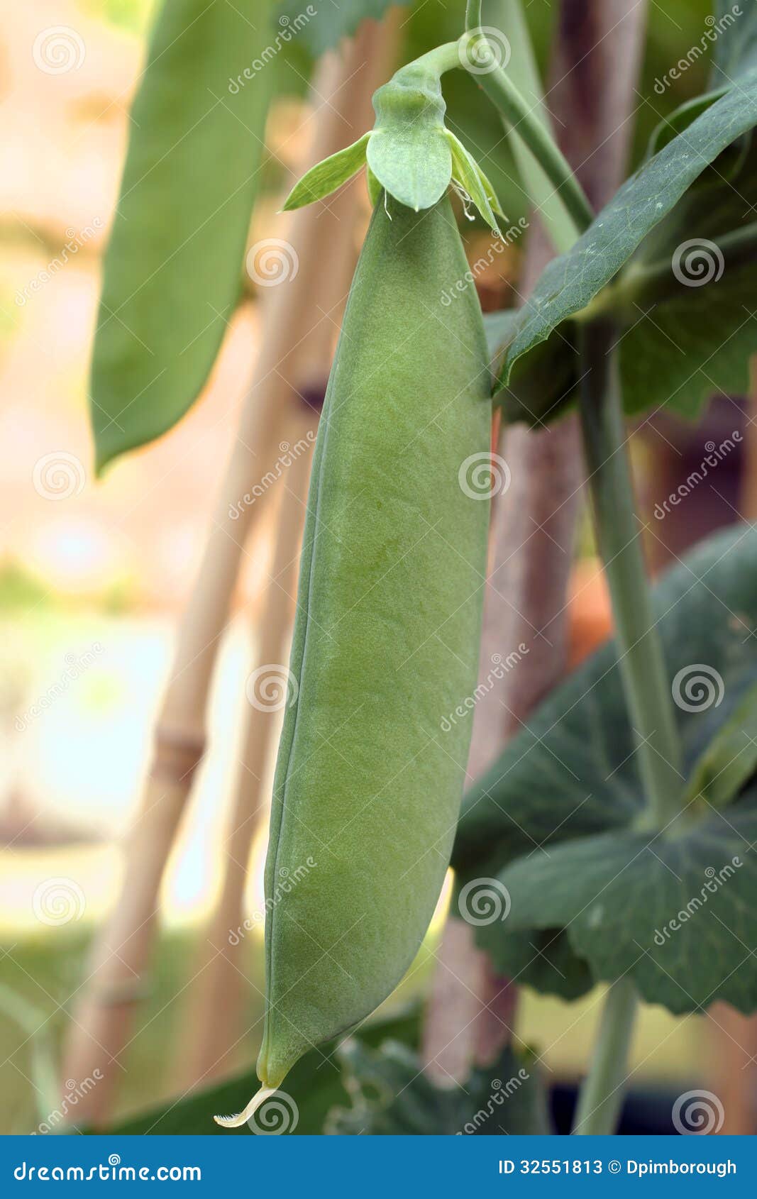 Pea pod stock image. Image of fresh, leaf, crop, plant - 32551813