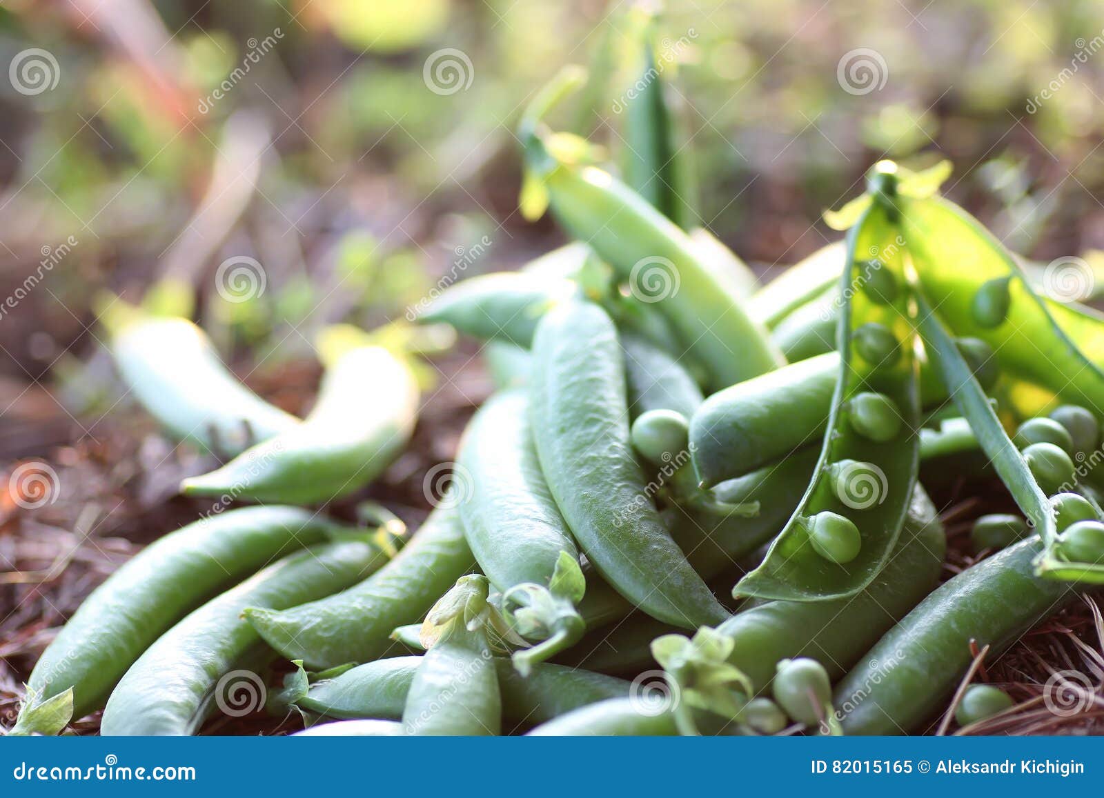 Pea pod on the ground stock image. Image of human, hand - 82015165