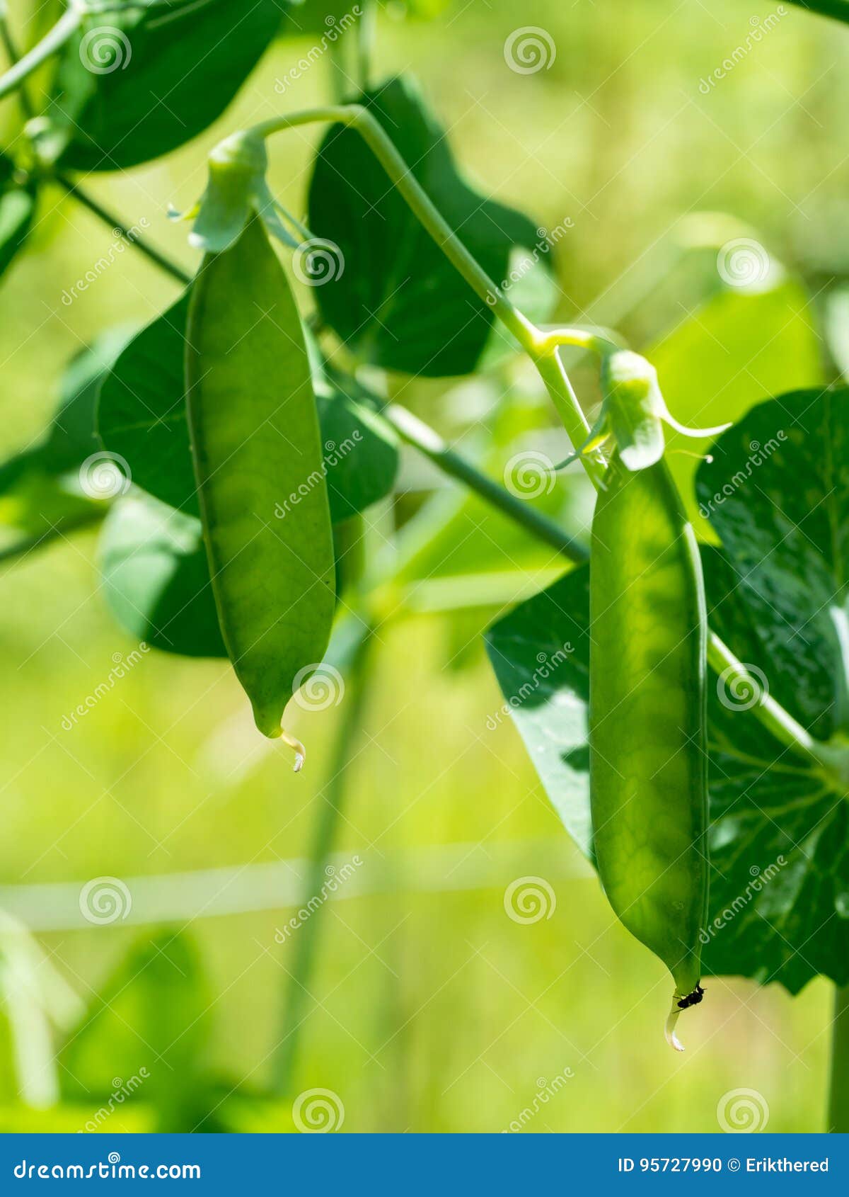 Pea Pod stock photo. Image of gregor, white, closeup - 95727990