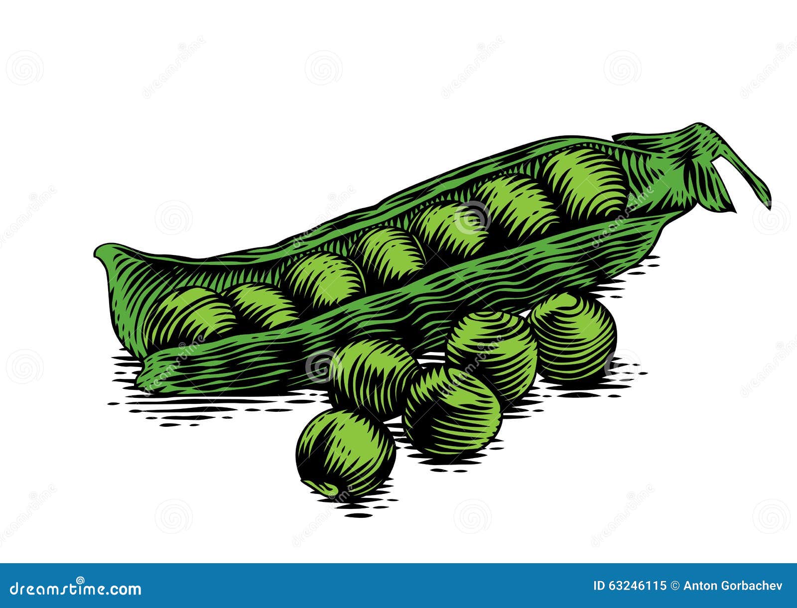 Pea pod with peas stock vector. Illustration of plant - 63246115