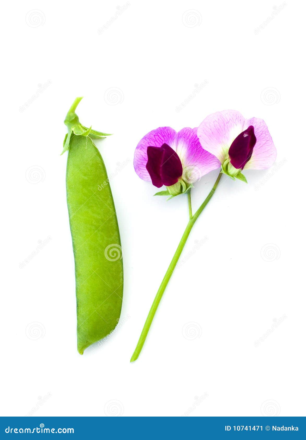 Pea Pod and Pink Pea Flower Isolated on White Stock Image - Image of ...