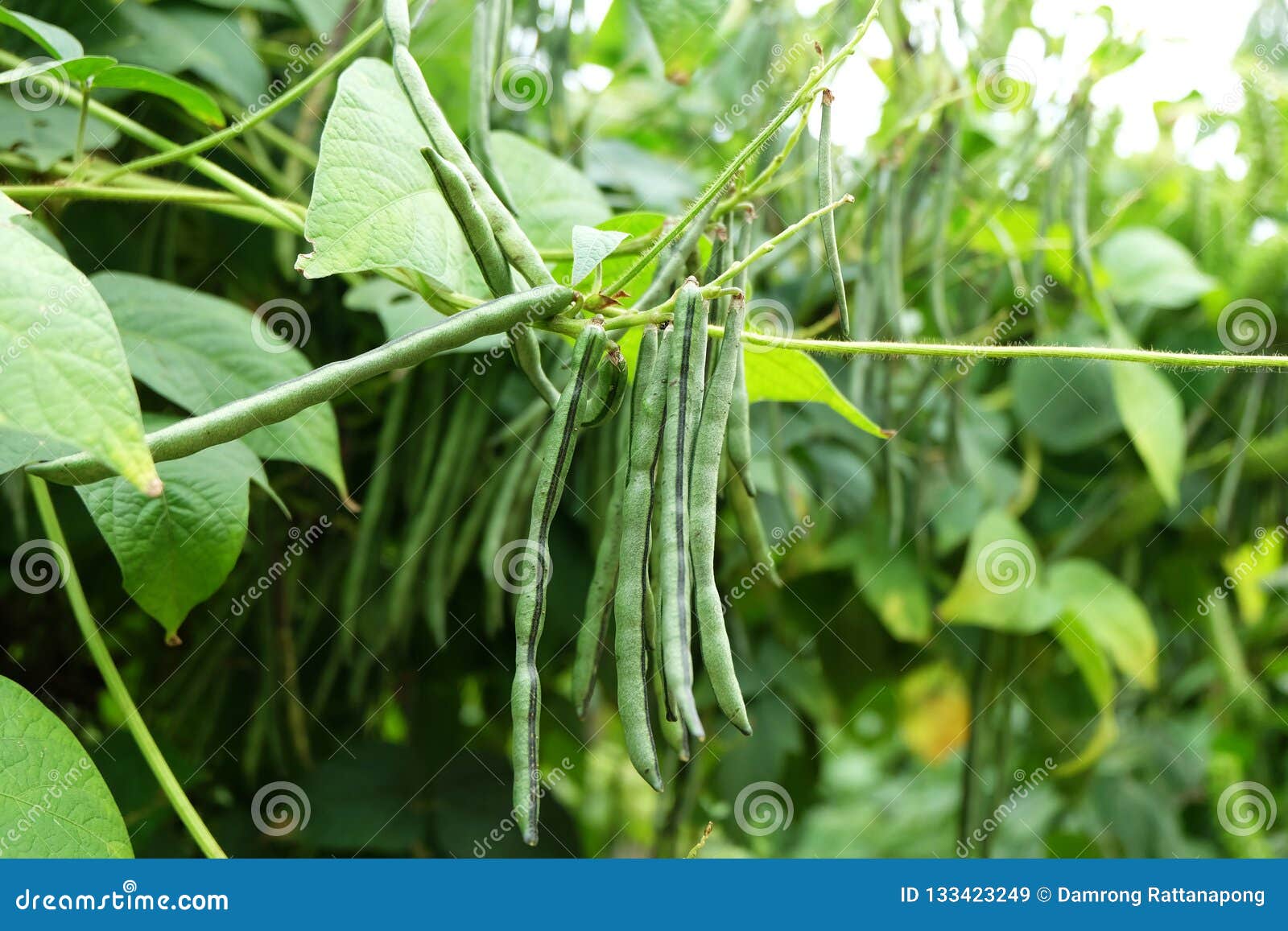 Pea Pod of String Beans, Tree in the Garden Stock Image - Image of ...