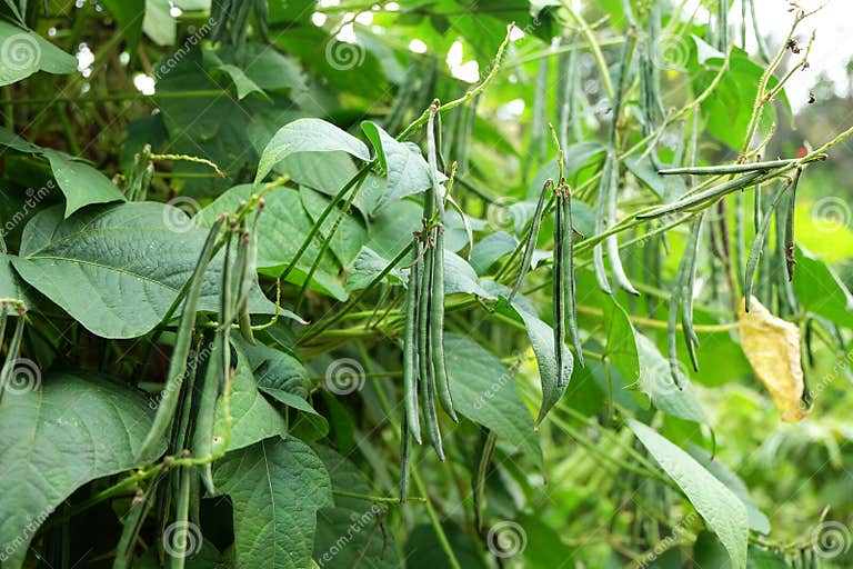 Pea Pod of String Beans, Tree in the Garden Stock Photo - Image of ...