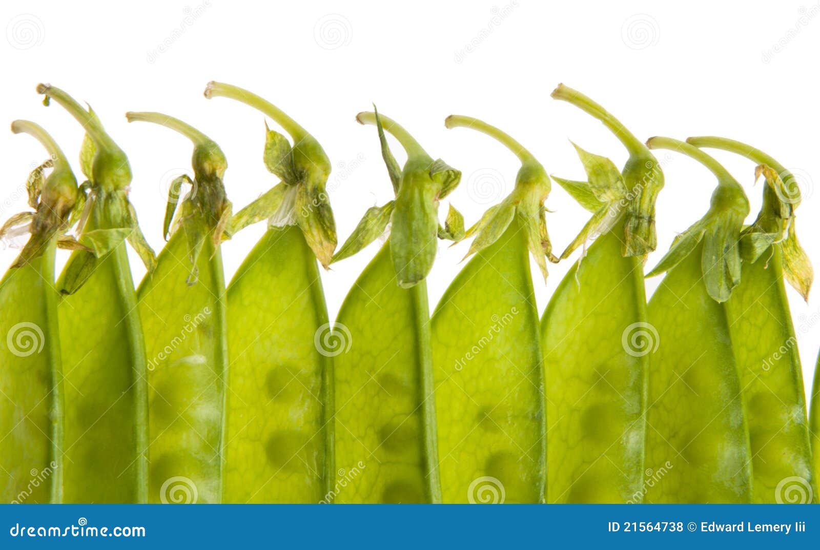 Pea Pods stock photo. Image of green, bunch, organic - 21564738