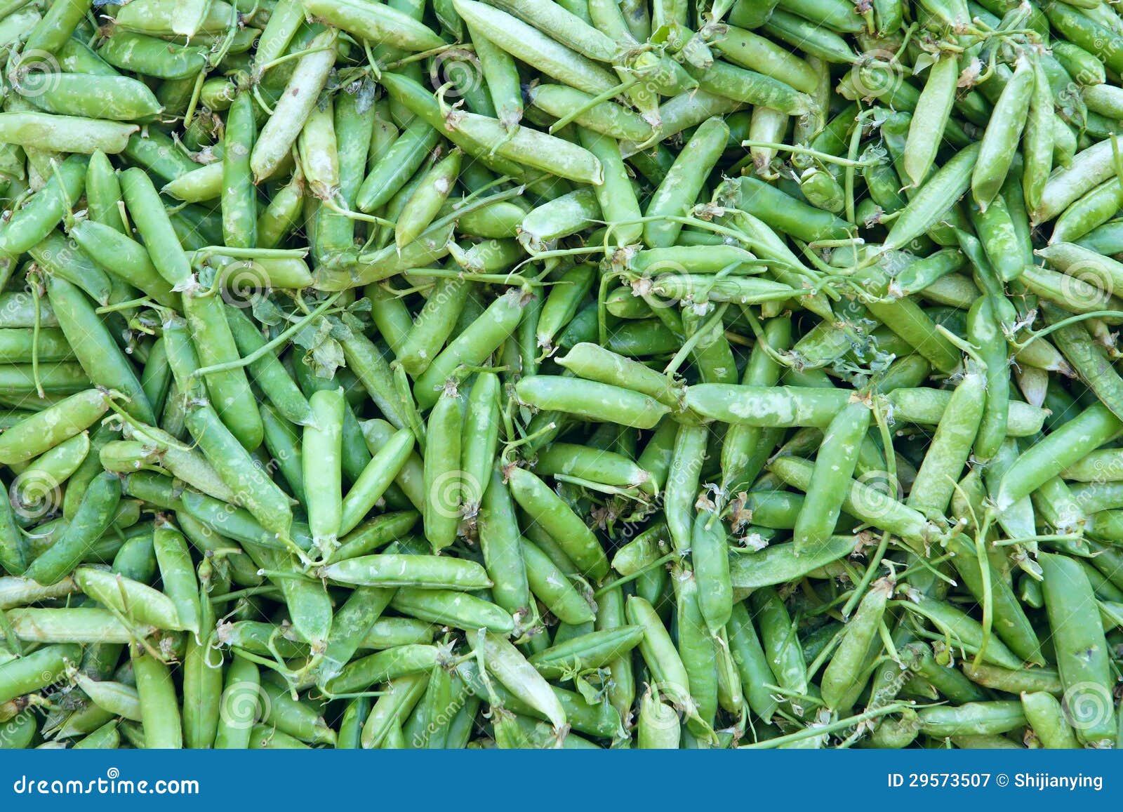Pea pods stock image. Image of greenstuff, crop, food - 29573507