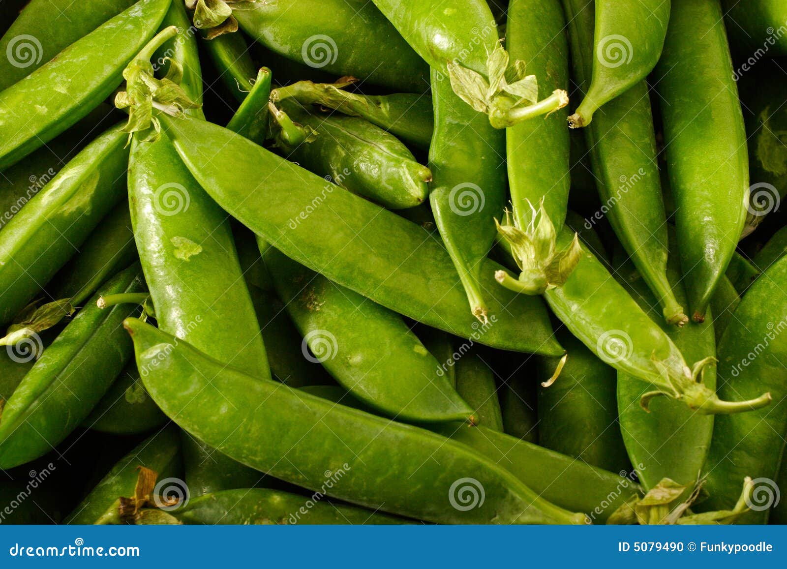 Pea Pods stock photo. Image of food, vegetable, close - 5079490