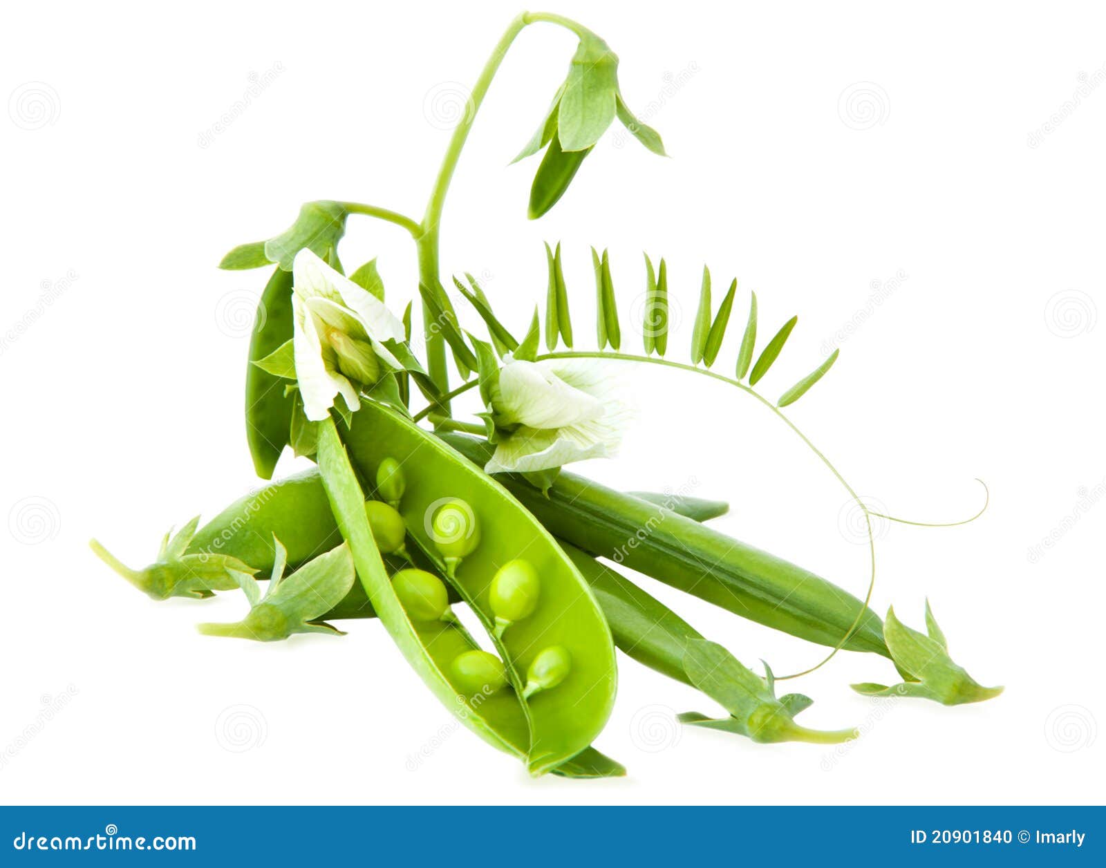 Pea pods with flowers stock photo. Image of organic, harvest - 20901840