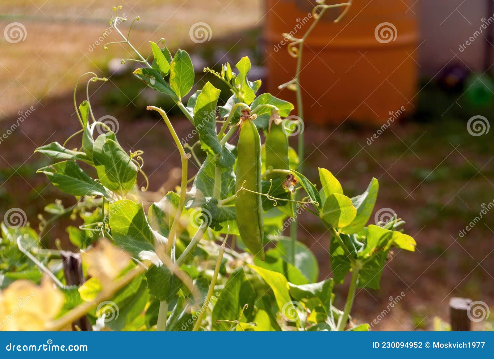 Pea Pods on Plants in the Bed Stock Photo - Image of leaf, natural ...