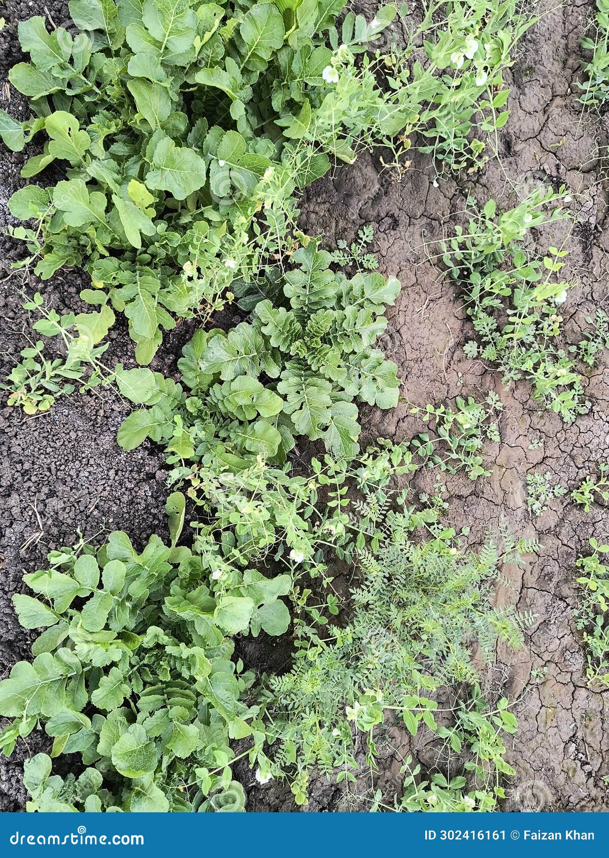 Pea and Radish Plants in an Indian Farm Stock Image - Image of food ...