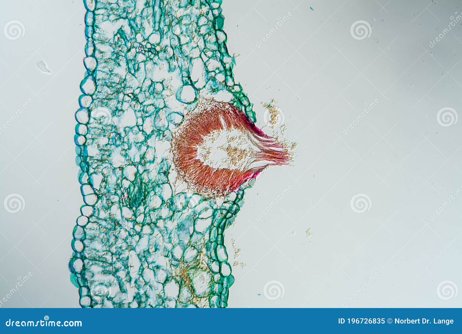 Pea Rust Parasitic Mushroom Stock Image - Image of rust, fungi: 196726835