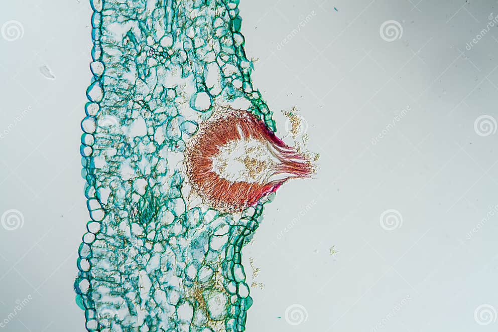 Pea Rust Parasitic Mushroom Stock Image - Image of rust, fungi: 196726835