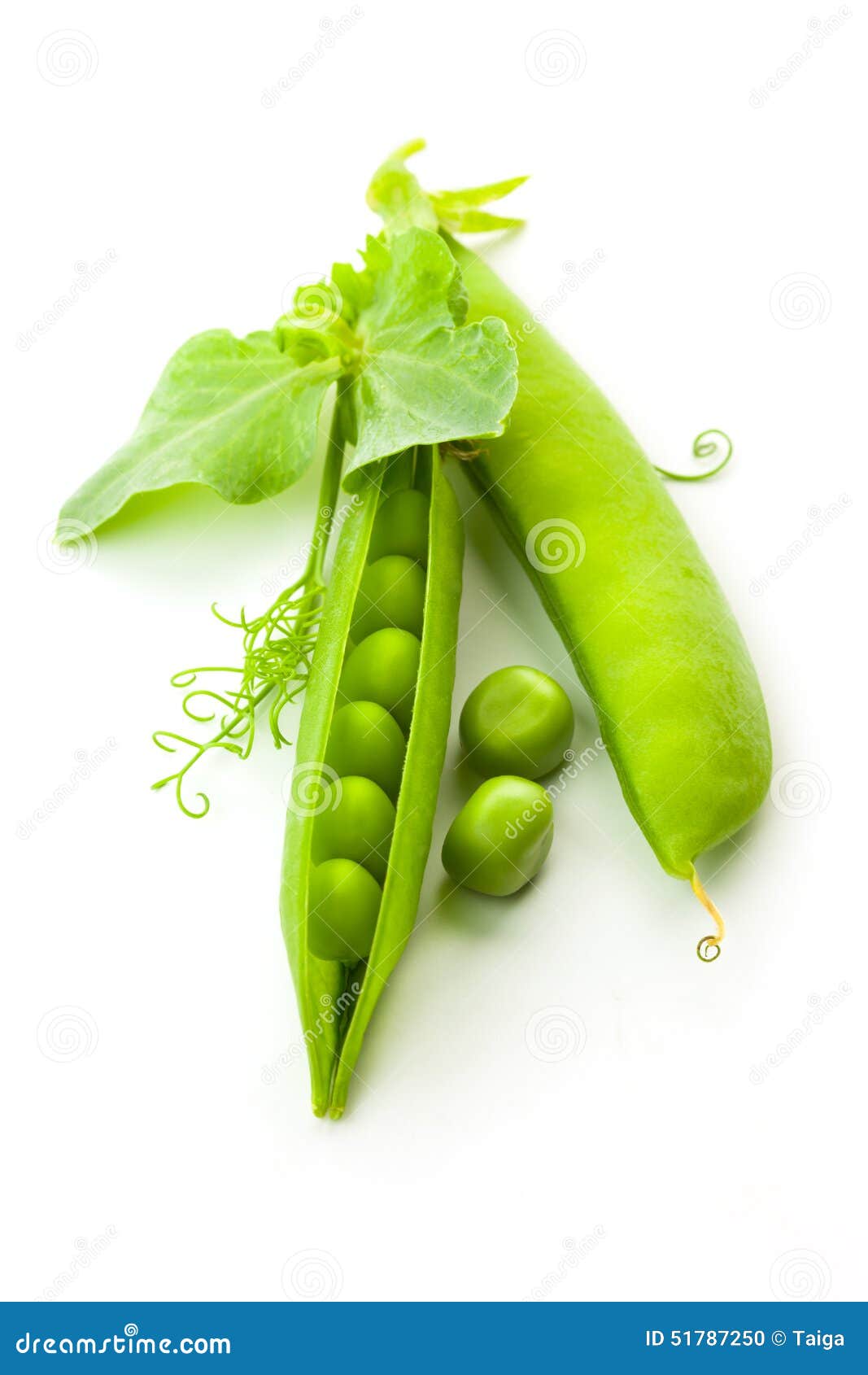 Pea S Pods, Opened and Closed with Leaves Stock Photo - Image of fresh ...