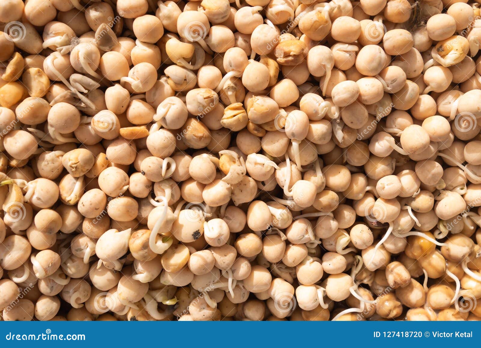 Pea Seed Germination. a Green Pea Sprout Ready for Seedling. Spring ...