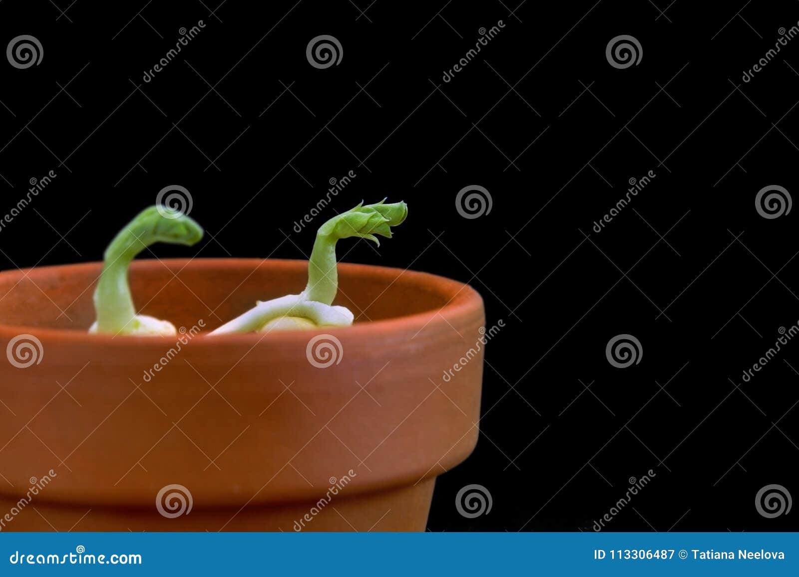 Pea Seed Germination. a Photo of Green Pea Sprouts in the Ceramic Pot ...