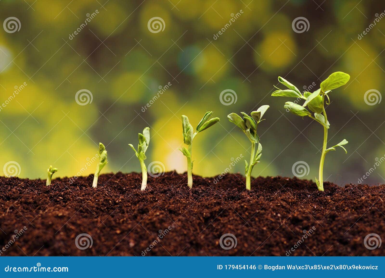 Pea Seeds Growing in Dark Soil Stock Photo - Image of green, beginning ...