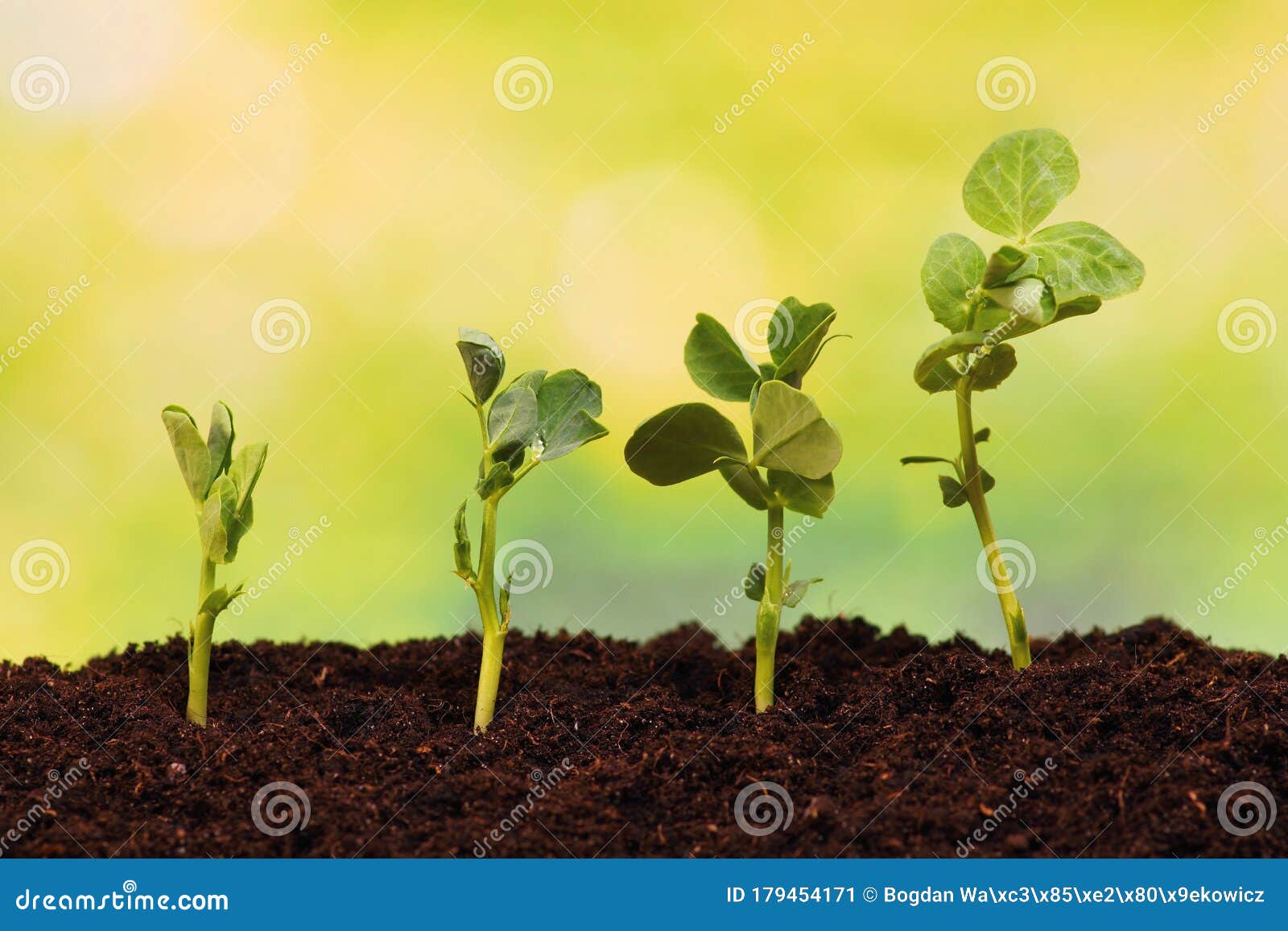 Stages of Growth Sprouting Pea Seeds in the Ground Stock Image - Image ...