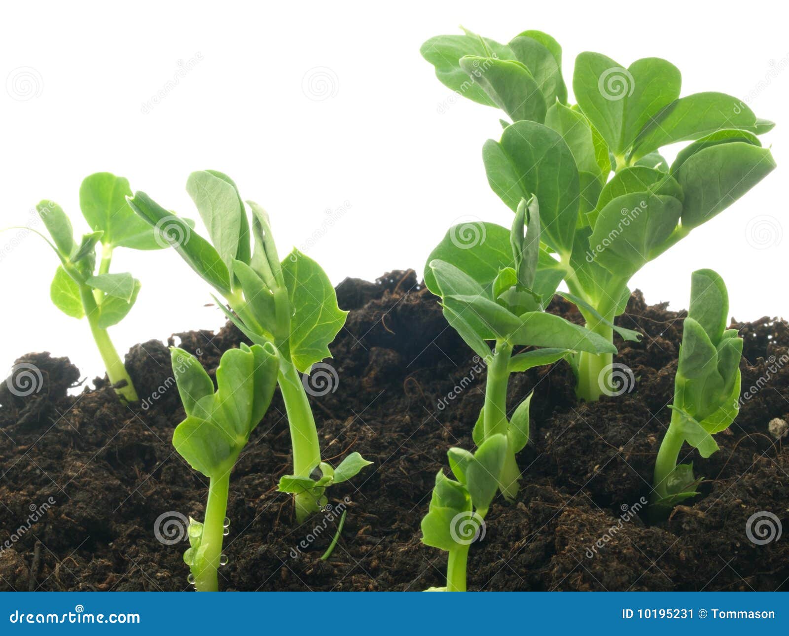 Pea shoots stock image. Image of compost, shoots, green - 10195231