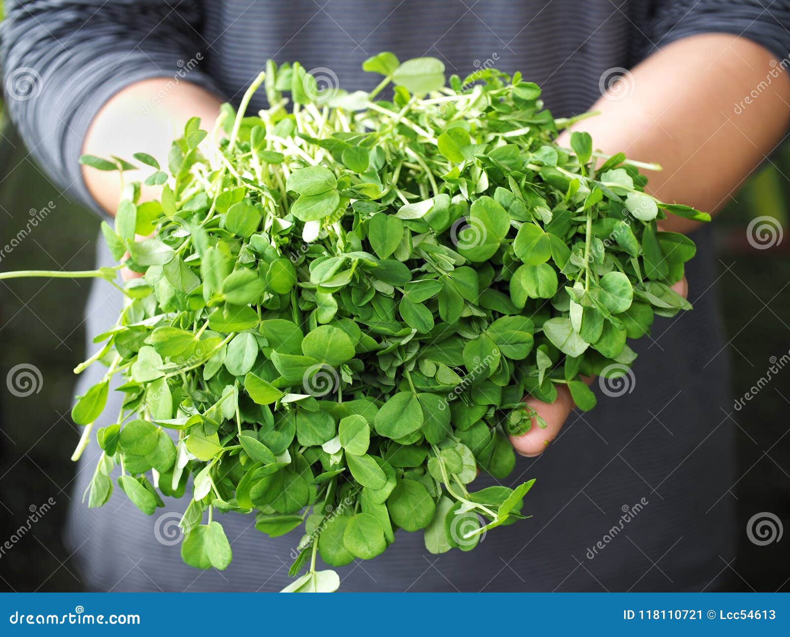 Pea shoots stock image. Image of green, sprout, background - 118110721