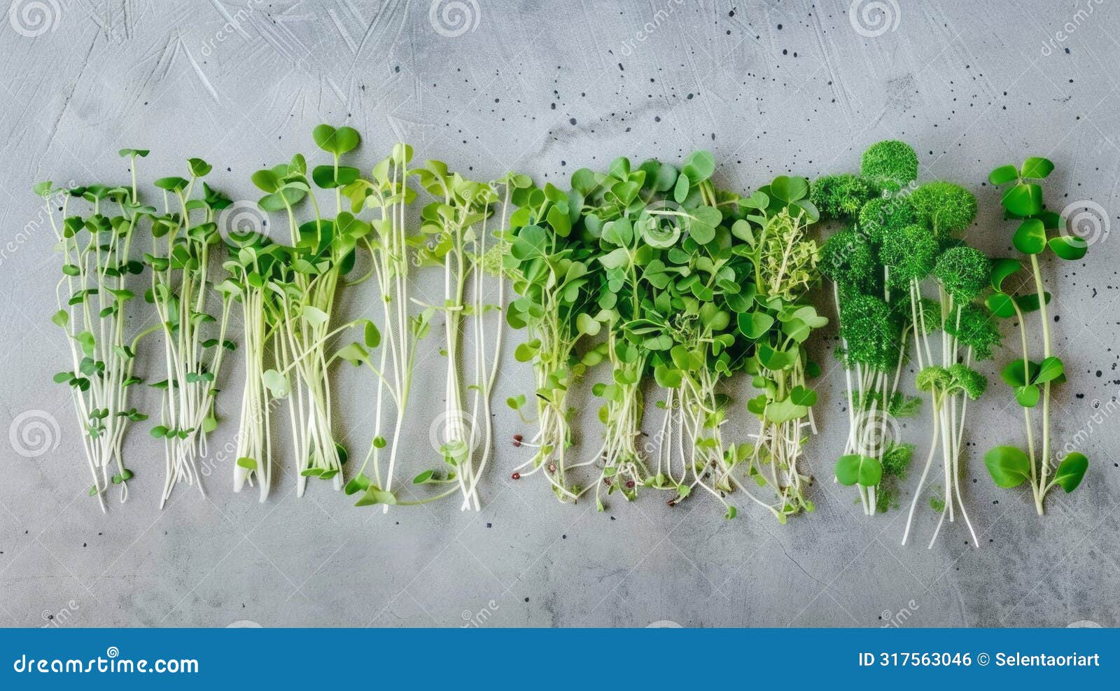 Pea Shoots Microgreen Growth Stages Stock Illustration - Illustration ...