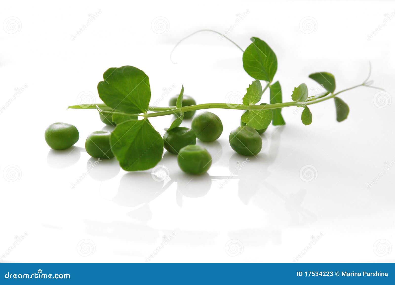 Pea sprout stock image. Image of beginning, peas, spade - 17534223