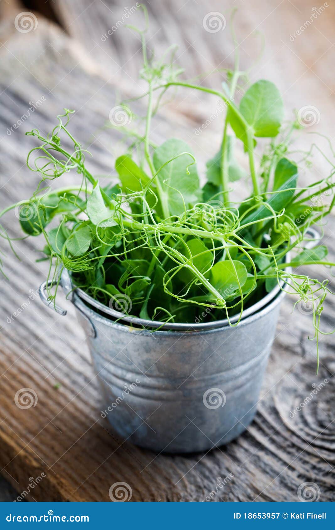 Pea sprout stock image. Image of floral, fresh, grow - 18653957