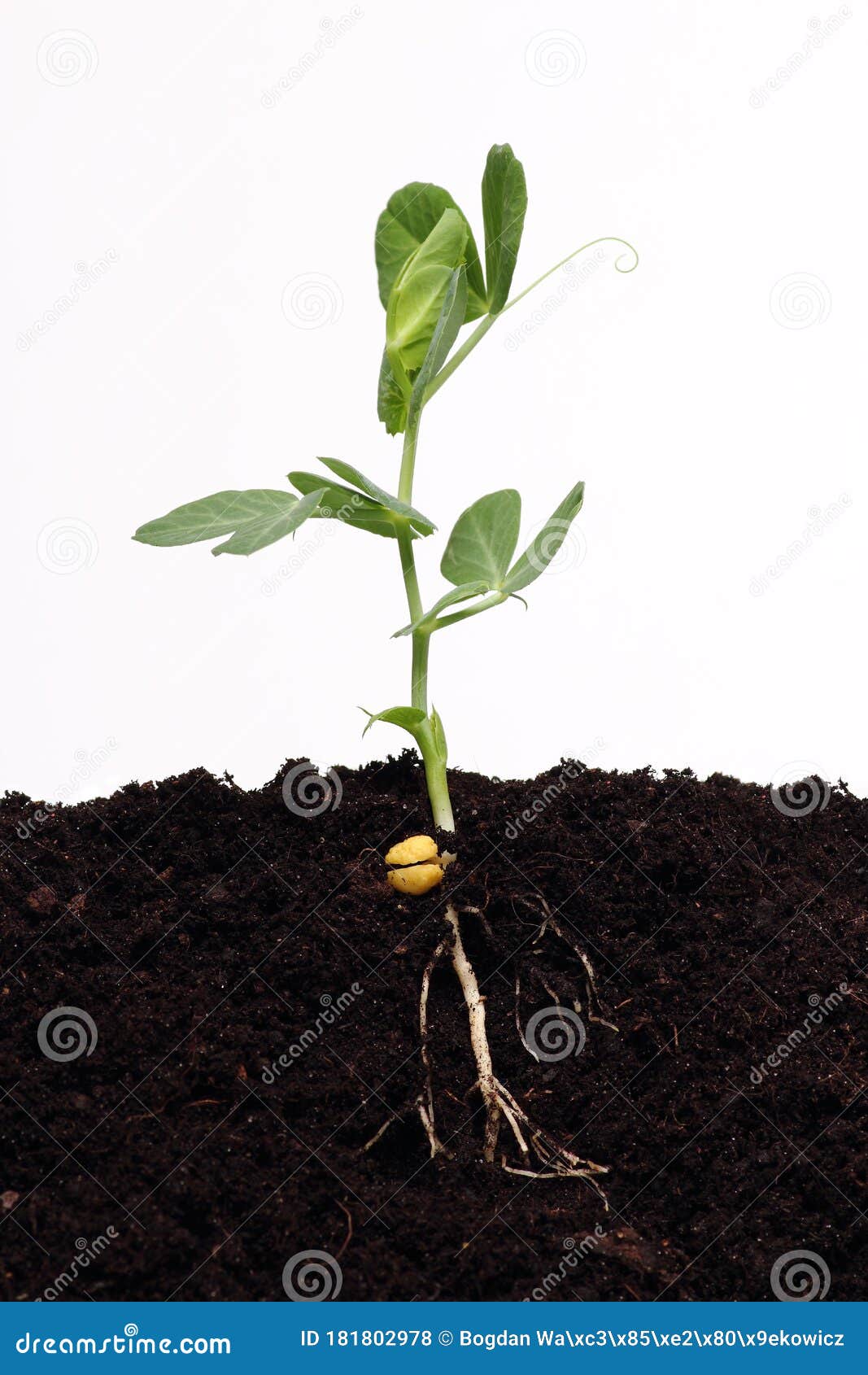 Pea Sprout Growing in Soil on White Background Stock Photo - Image of ...