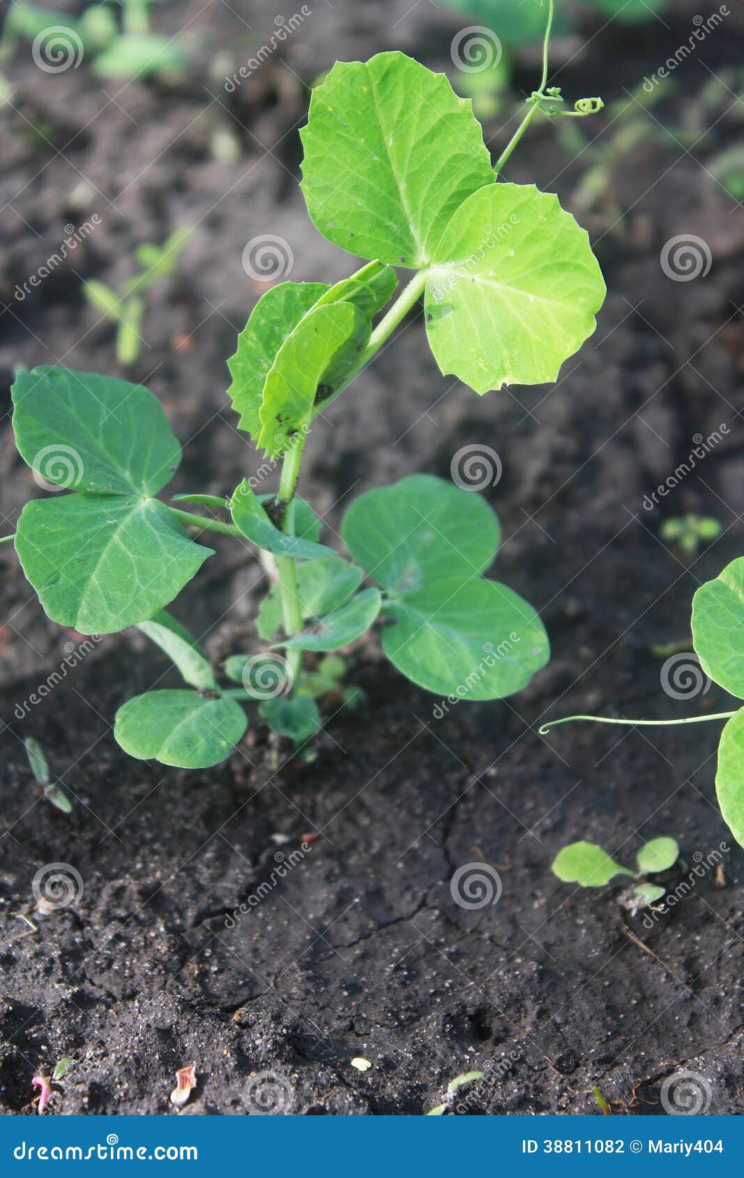 Pea sprout. stock photo. Image of kaleyard, botany, season - 38811082