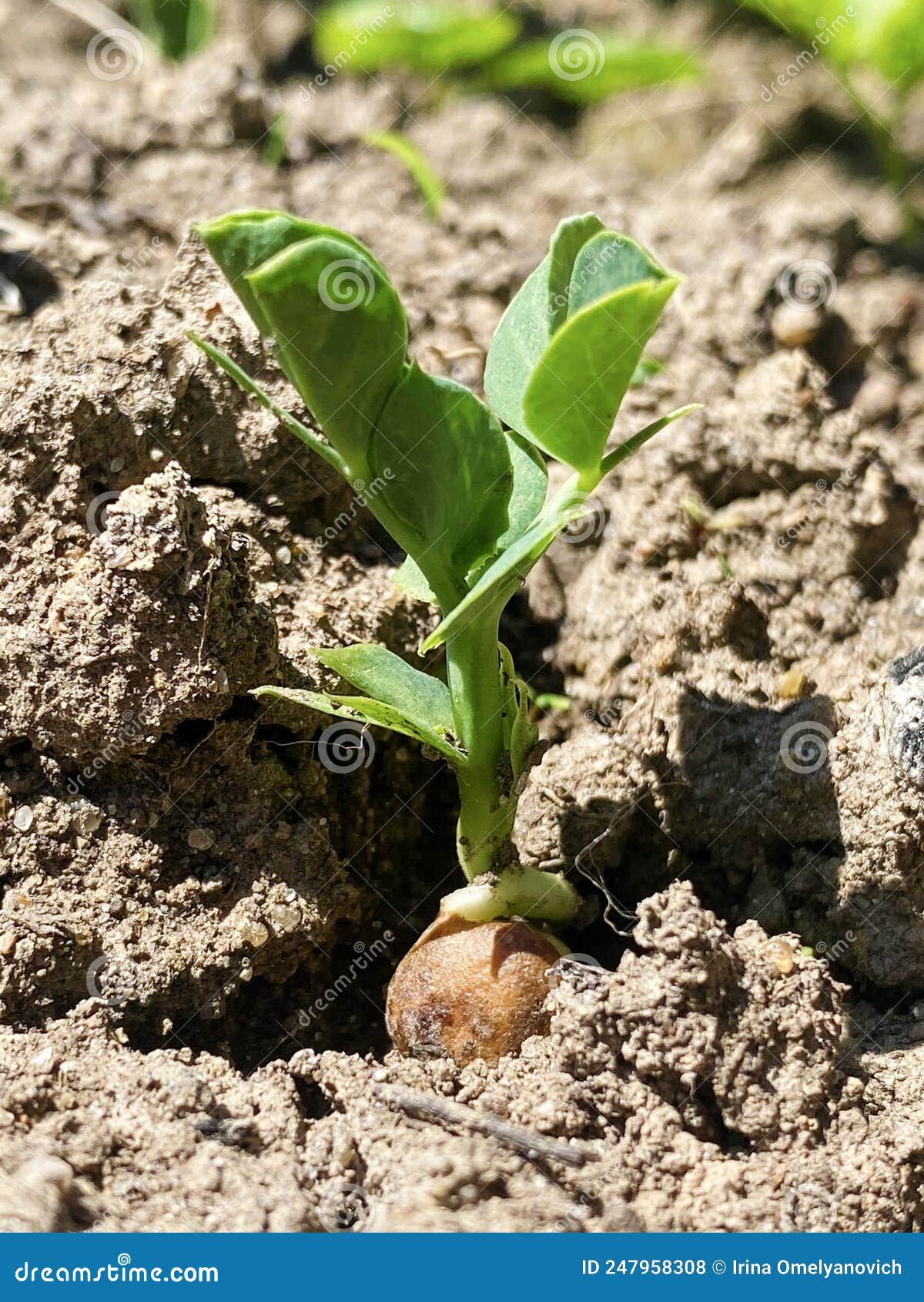 Pea Sprout in the Soil. Image of Germinate Stock Photo - Image of ...