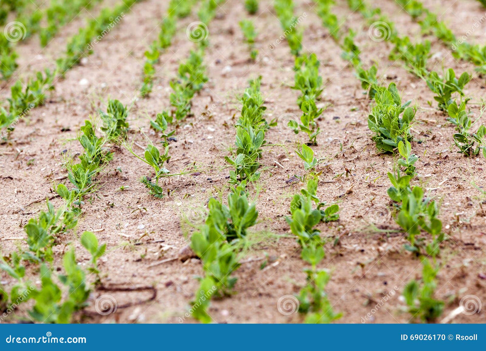 Pea sprout in the spring stock photo. Image of environment - 69026170