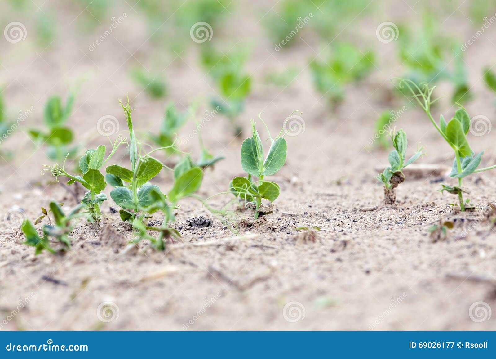 Pea sprout in the spring stock image. Image of foliage - 69026177
