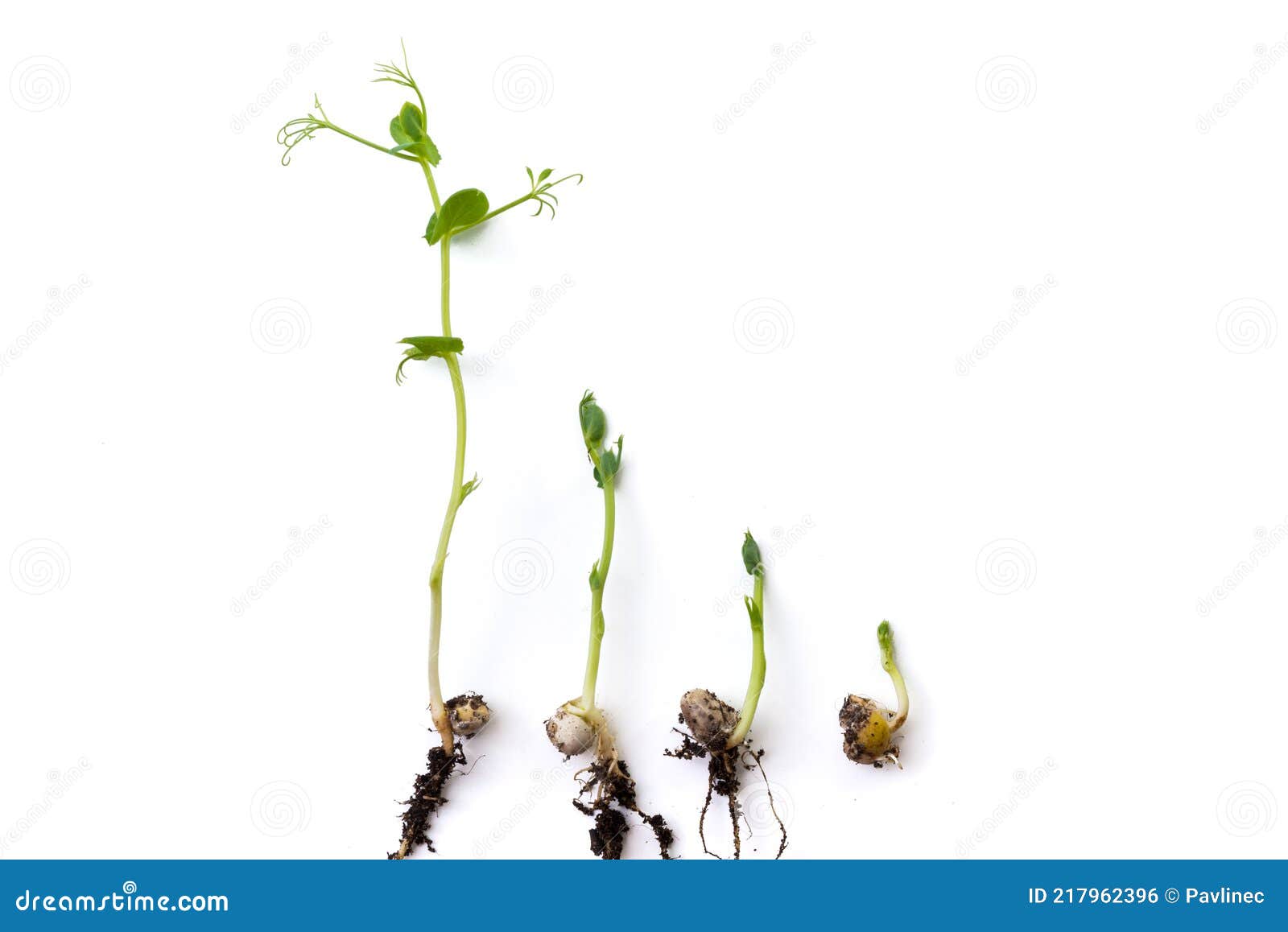 Pea Sprouts in Different Growth Stage Stock Photo - Image of germinate ...